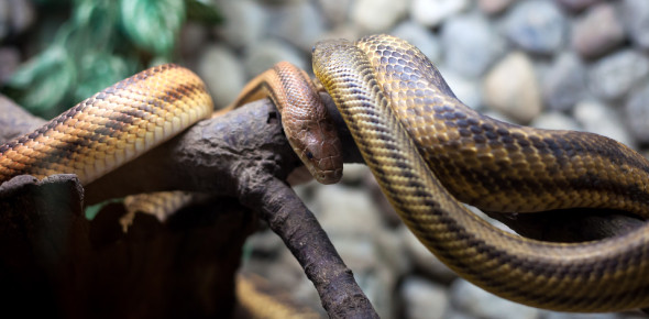 Snakes General Knowledge Quiz - Quiz & Trivia